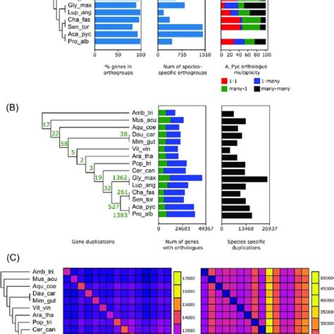 Orthofinder Statistics From Broad Angiosperms Sampling A Genes In