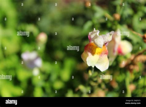 Yellow Snapdragon Flowers Stock Photo Alamy