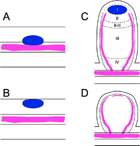 Indeterminate A C And Determinate B D Nodules Position Of The