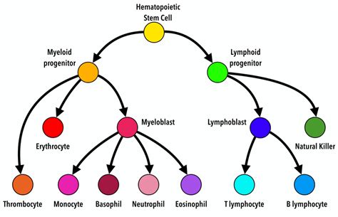 Differentiation Tree For Blood Cells Download Scientific Diagram