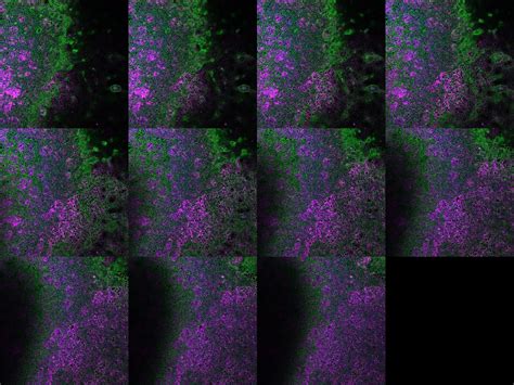 Oblique Slicer Generation In Imagej Image Analysis Imagesc Forum