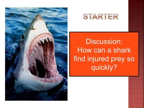 Lesson 13 Diffusion Pptx