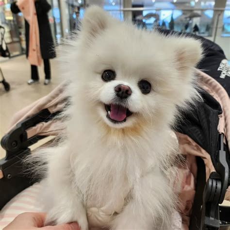 양코코🐶 Pome Coco Yang • Instagram Photos And Videos