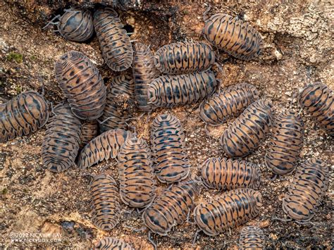 Isopod Anatomy And Biology Isopod Site