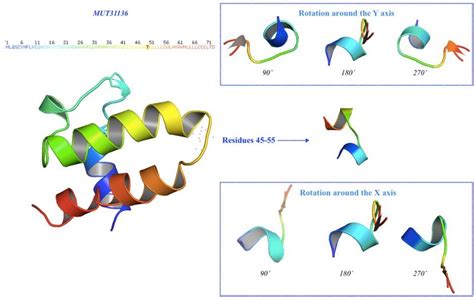 Prediction Of The 3d Structure For The Mutated Protein The Model