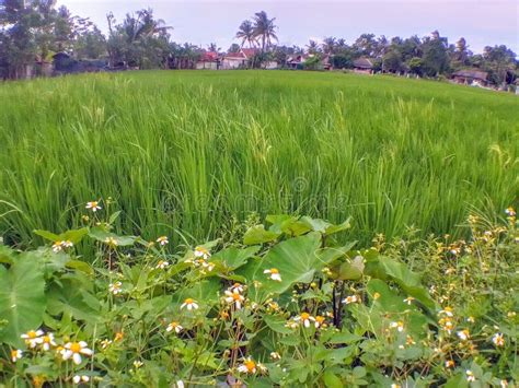 Expanse Of Rice Fields Planted With Rice In The Village Stock Image
