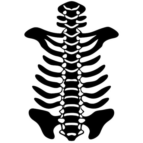 인간 척추 해부학 단 절단 교육 콘텐츠를 위한 의료 일러스트레이션 프리미엄 Ai 생성 이미지