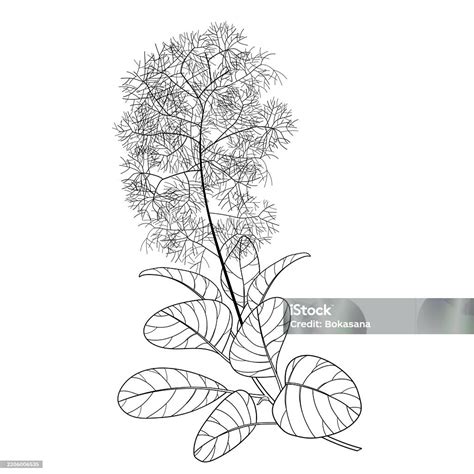 윤곽선이 있는 분기 Cotinus 또는 Smoketree 꽃과 잎 흰색 배경에 고립된 검은색 0명에 대한 스톡 벡터 아트 및 기타 이미지 Istock