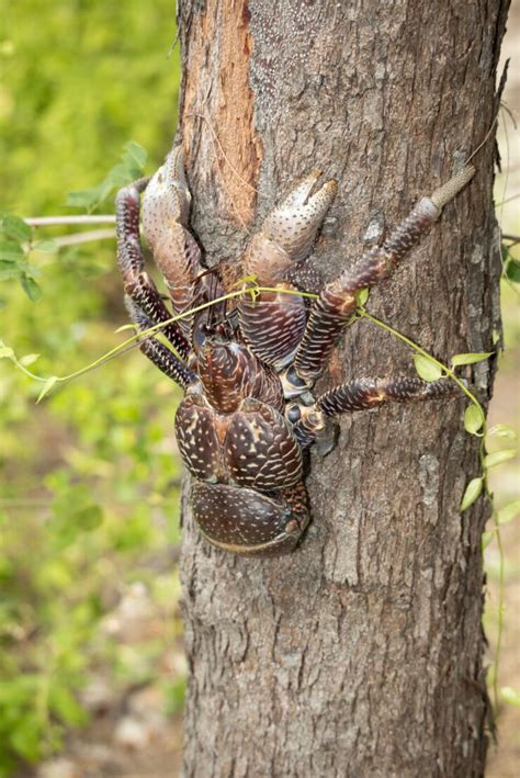 What Hermit Crabs Look Like Without Shells