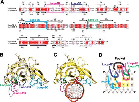 Dna Recognition Domain Of Restriction Endonuclease Lpnpi A