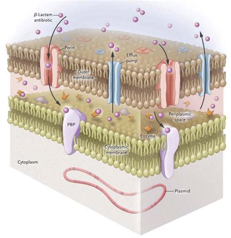 Acinetobacter Species Oncohema Key