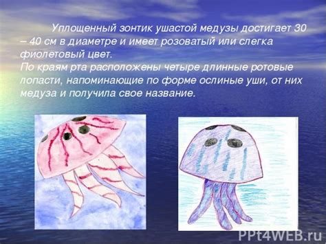 Презентация на тему Балтийские медузы скачать бесплатно презентации по Биологии