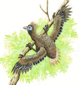 Hoatzin Chick Hatched With Wing Claws For Climbing Claws Mostly