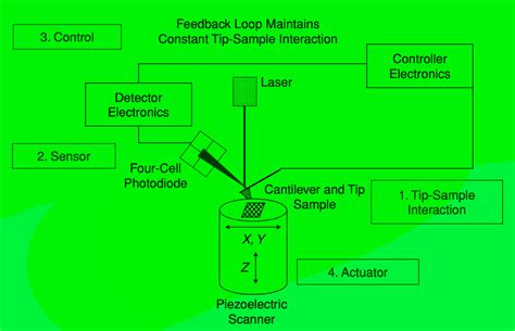 Deconvolution Of Atomic Force Microscopy Data For Cellular And Molecular Imaging