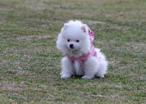 茶杯犬现在价格多少 茶杯宠物网