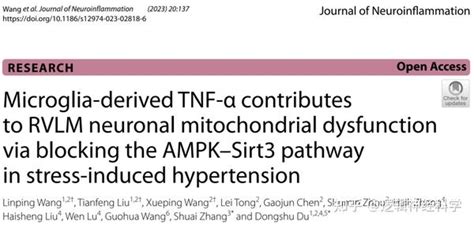 J Neuroinflammation上海大学杜东书 张帅团队揭示小胶质细胞来源的TNF α影响RVLM神经元线粒体功能调控应激性高血压机制