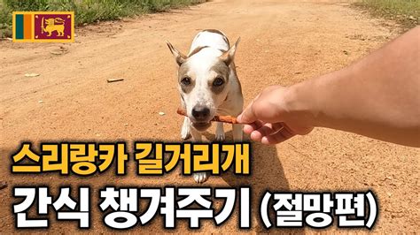 길거리 개들 간식 챙겨주기 절망편 【스리랑카2】 Youtube