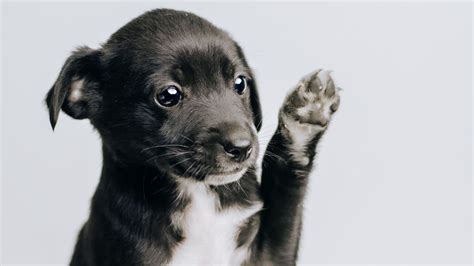 How To Treat Hyperkeratosis In Dogs Volhard Dog Nutrition