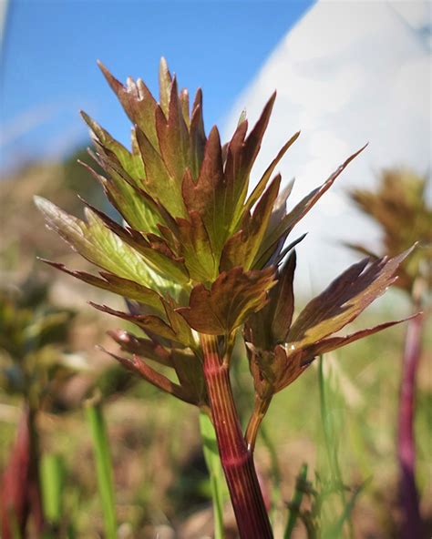 Lovage Love Edible Communities