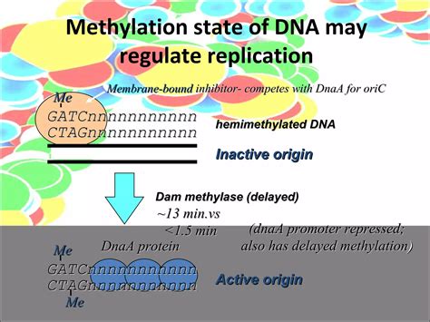 Regulation Of Dna Replication Ppt