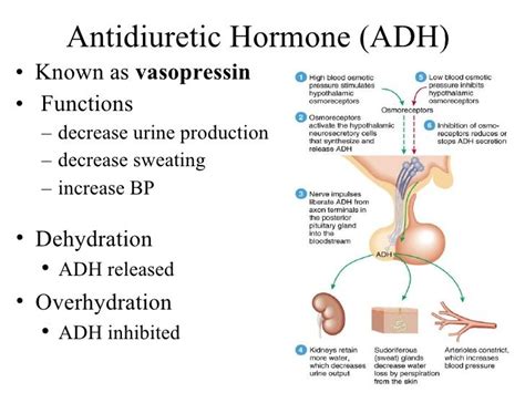 Antidiuretic Hormone Adh Known As Vasopressin Functions Endocrine