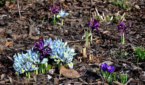 작은 크기로 자라는 노란색의 터치와 조기 개화 향기로운 매화 보라색 꽃미니 아이리스입니다 강제 바위 정원 및 다년생 침대 뿌리