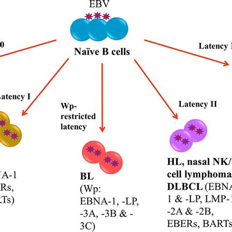 Targeted Survival Pathways In Ebv Latency Several Ebv Protein Induced