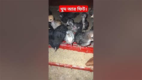 দেশি মুরগির বাচ্চা কে খুদ আর ফিট দেয়া হচ্ছে। Poultry Chicken Poultryfarm Shots Shorts