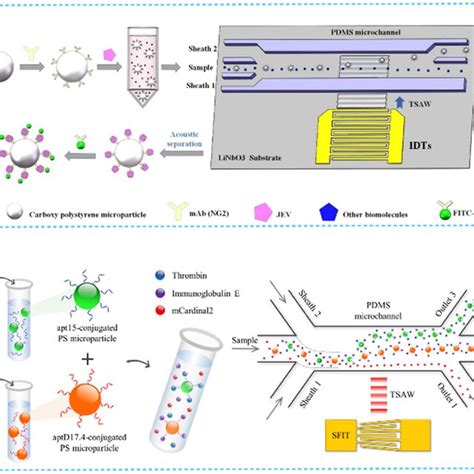 Ssaw Devices For Cells Separation A Schematic Image Of The Acoustic
