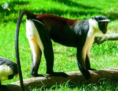 Roloway Monkey Characteristics Cercopithecus Roloway Facts