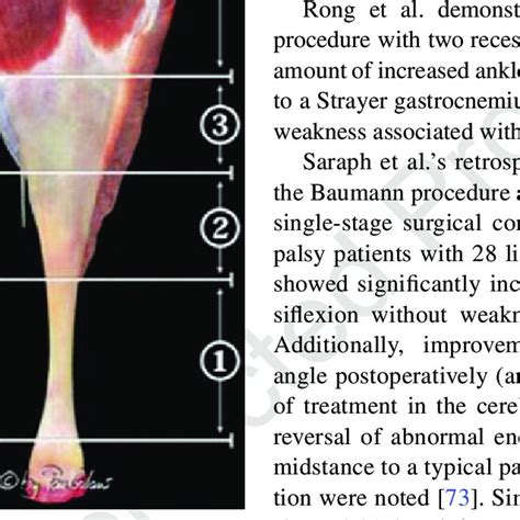 8 Surgical Anatomy Of The Triceps Surae The Triceps Surae Is Divided Download Scientific