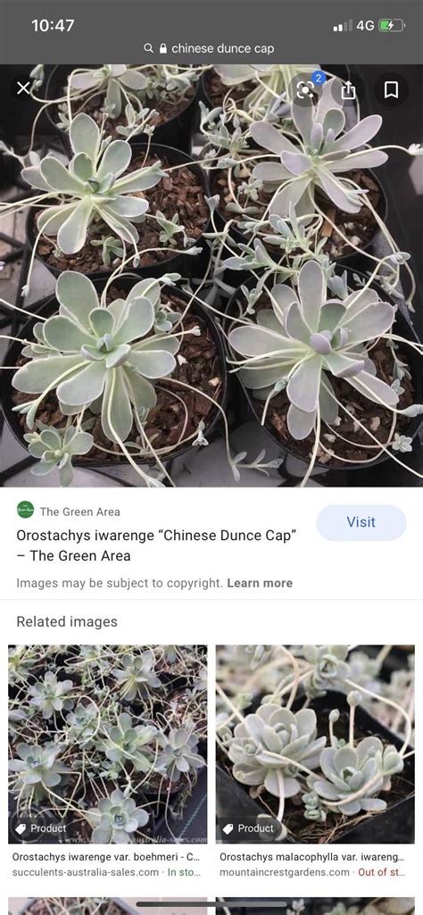 My Oak Tree Is Covered In These Babe Balls Of Fuzz Only About 1cm In Size In South La A