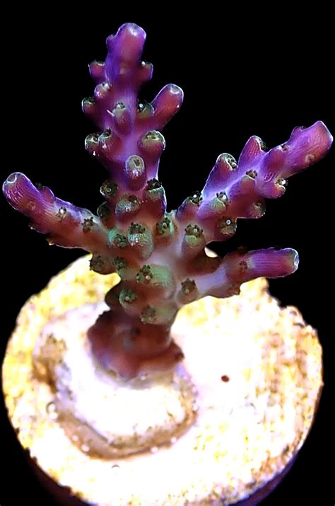 Moc Tri Berry Acropora Frag