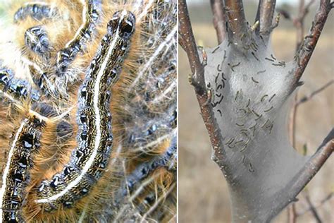 How To Get Rid Of Tent Caterpillars 7 Methods 90 Success