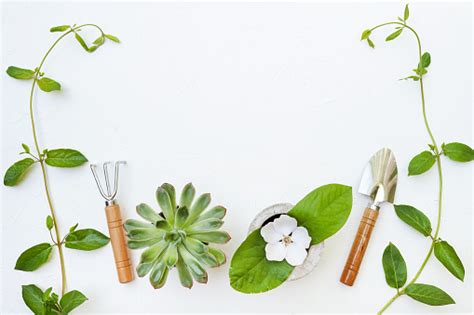 복사 공간이있는 흰색 배경에 원예 도구와 식물 다육 식물 0명에 대한 스톡 사진 및 기타 이미지 0명 3가지 개체 갈색 Istock