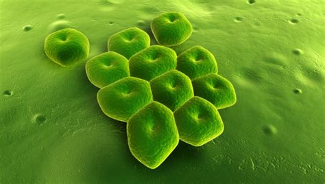 Acinetobacter Detected In Meat Samples Food Safety News