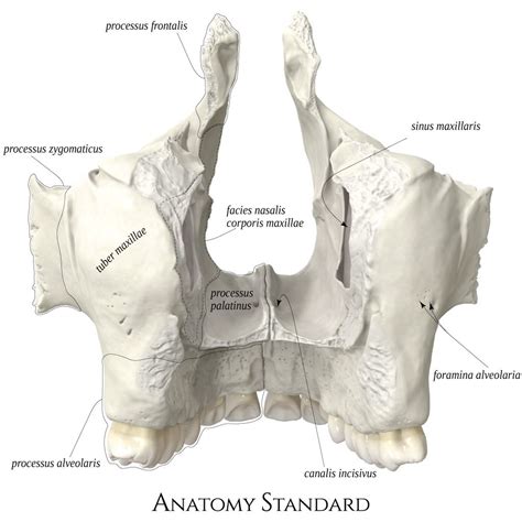 Maxillae Posterior View Anatomy Bones Human Body Anatomy Human Anatomy And Physiology