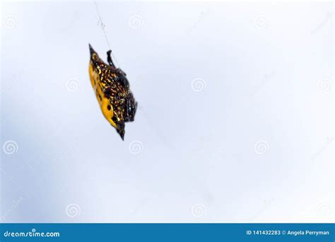 Spiny Orb Weaver In A Web Stock Image Image Of Weaver 141432283