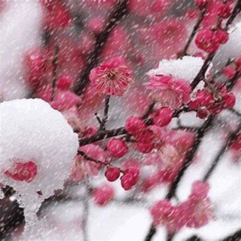 朗诵 冬日春雪，惊艳了整个春天（原创）小城白雪地方