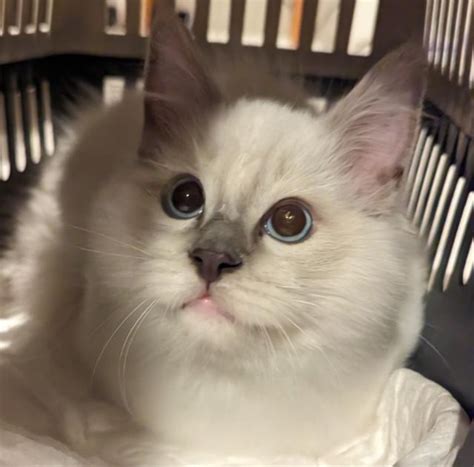 Meimoe Onlyfans Fansly On Twitter My L Nks V P