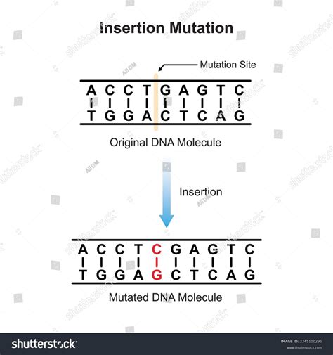 insertion mutation scientific design vector illustration stock vector