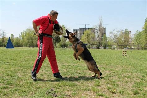 Обучение на различни породи кучета Услуги за домашни любимци Дружба 3 Русе Обучавам ку