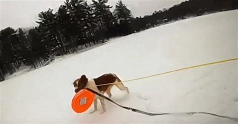 구명 밧줄 목에 걸고 달려갔다얼음물 빠진 주인 구한 반려견영상