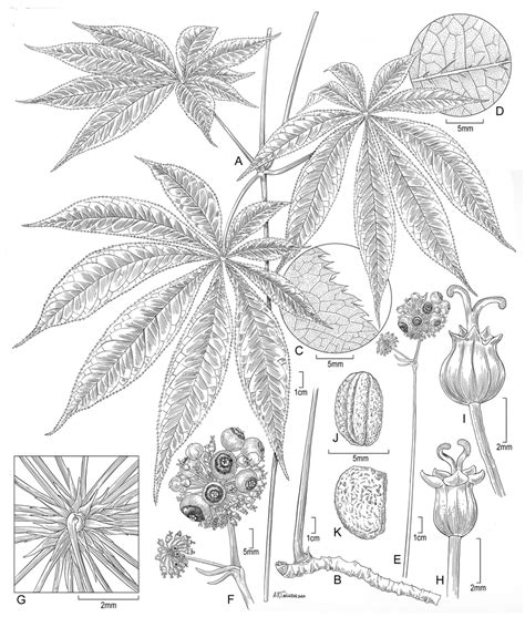 Species New To Science Botany • 2023 Panax Siamensis Araliaceae