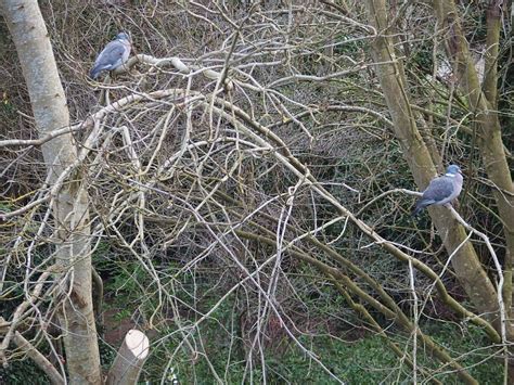 Tree Following With Lucy April