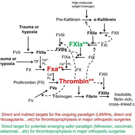 Direct And Indirect Molecular Targets Thrombin And Factor Xa For Download Scientific Diagram