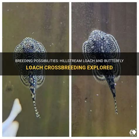 Breeding Possibilities Hillstream Loach And Butterfly Loach