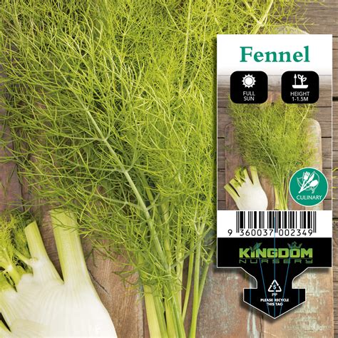 Fennel 100mm - Kingdom Wholesale Nursery