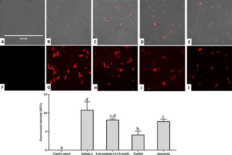 Representative Images 40x Of Cellrox Deep Red Staining Of Trypanosoma Download Scientific