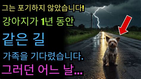 이 강아지는 1년 동안 가족이 자신을 버리고 떠난 도로에서 그들을 기다렸습니다 Youtube
